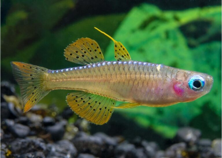 PSEUDOMUGIL PASKAI – Aquario Passion