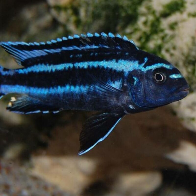 MELANOCHROMIS JOHANNII – Aquario Passion