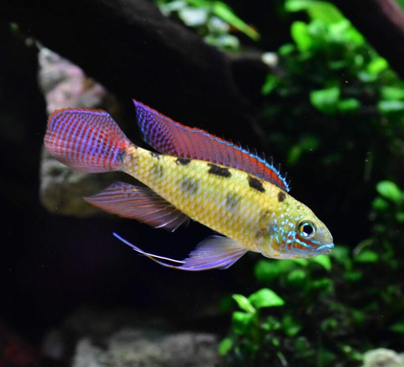DICROSSUS MACULATUS – Aquario Passion